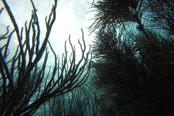 Coastline Snorkel and BBQ - Authentic Experiences and Traveler Insights