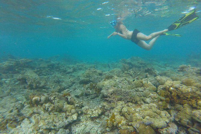 Coastline Snorkel and BBQ - FAQ About Coastline Snorkel and BBQ