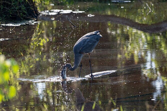 Coba and Punta Laguna Guided Birdwatching Private Tour - An In-Depth Look at the Tour Experience