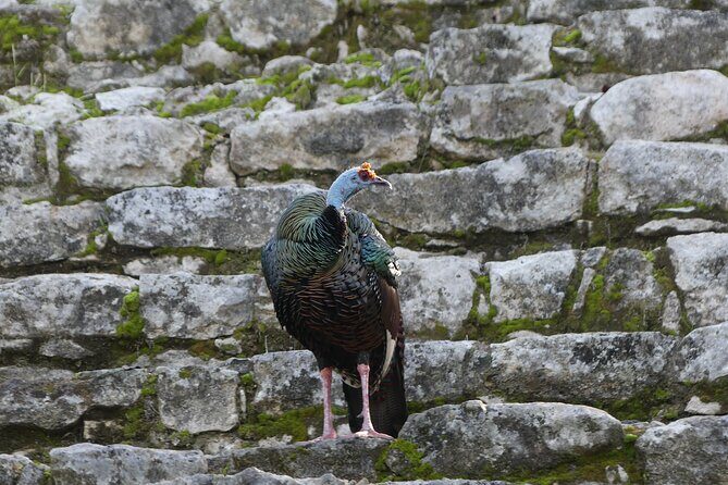 Coba and Punta Laguna Guided Birdwatching Private Tour - Frequently Asked Questions
