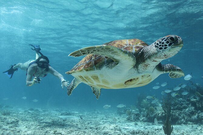 Coba Mayan Ruins and Sea Turtles Snorkeling with Lunch - FAQ