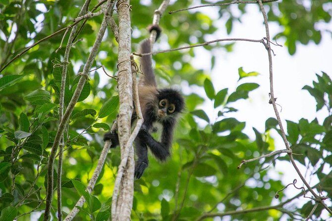 Coba & Monkey Sanctuary Punta Laguna Private Tour - FAQ