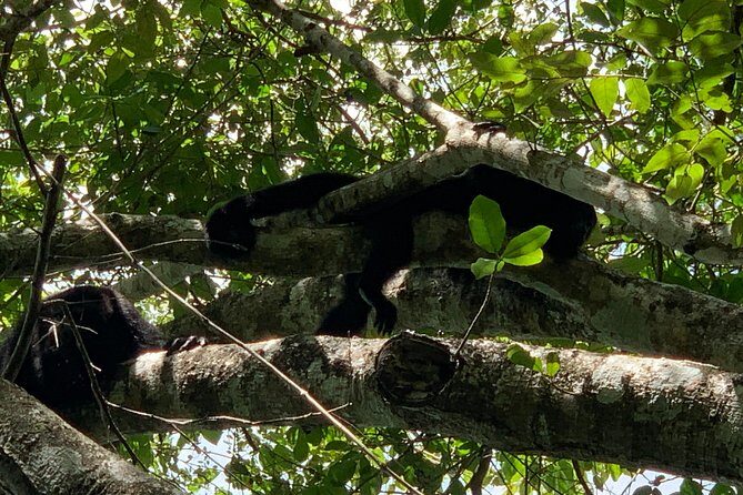 Coba Ruins and Punta Laguna Monkey Reserve Day Tour from Tulum - FAQ