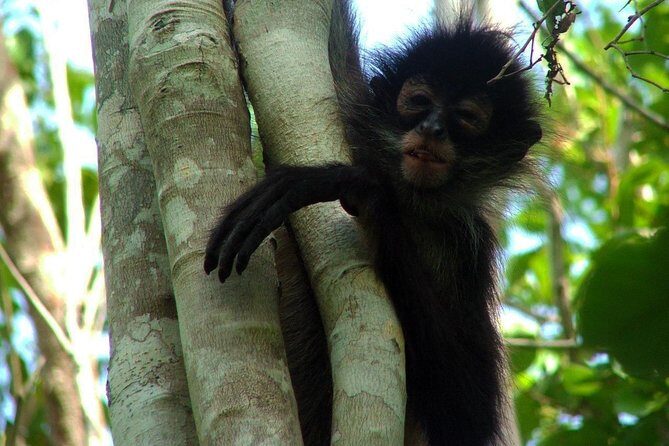 Coba Ruins, Punta Laguna Nature Reserve, Cenote and Mayan family - FAQs