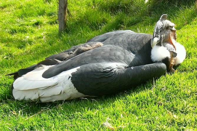 Cochahuasi Animal Sanctuary Admission Ticket - Booking Information