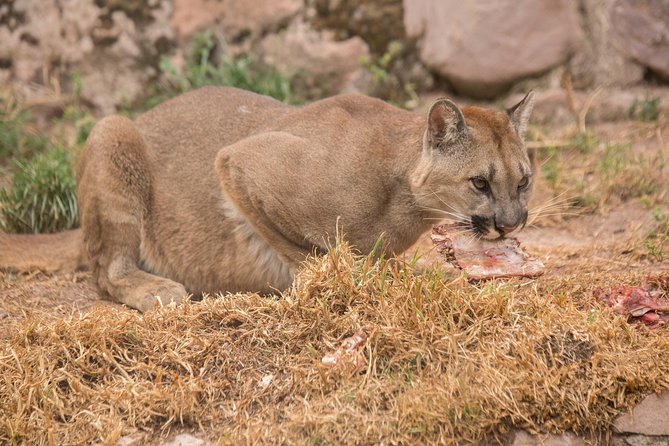 Cochahuasi Animal Sanctuary Admission Ticket - Interacting With the Animals