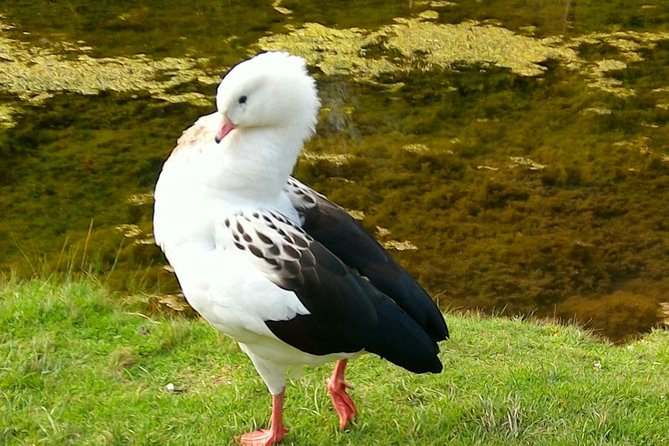 Cochahuasi Animal Sanctuary Admission Ticket - Transportation and Accessibility