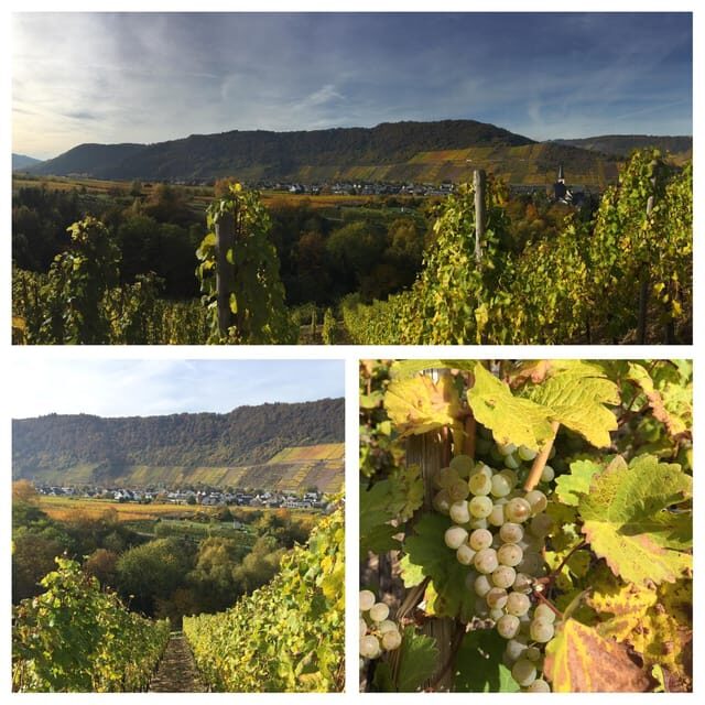 Cochem, Moselle: Wine experience hike with boat - A Deep Dive into the Moselle Wine Experience Tour