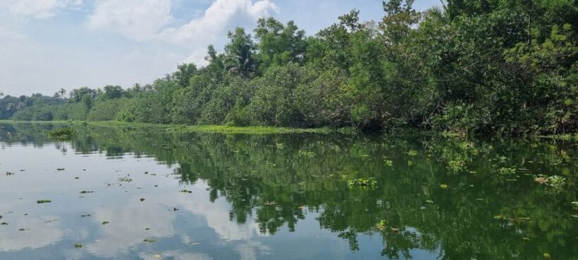 Cochin: Half-Day Backwater Village Eco Boat Cruise W/ Lunch - Who Will Love This Tour?