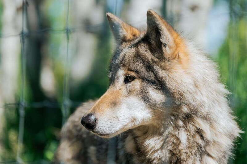 Cochrane: Yamnuska Wolfdog Sanctuary Tour - Key Points
