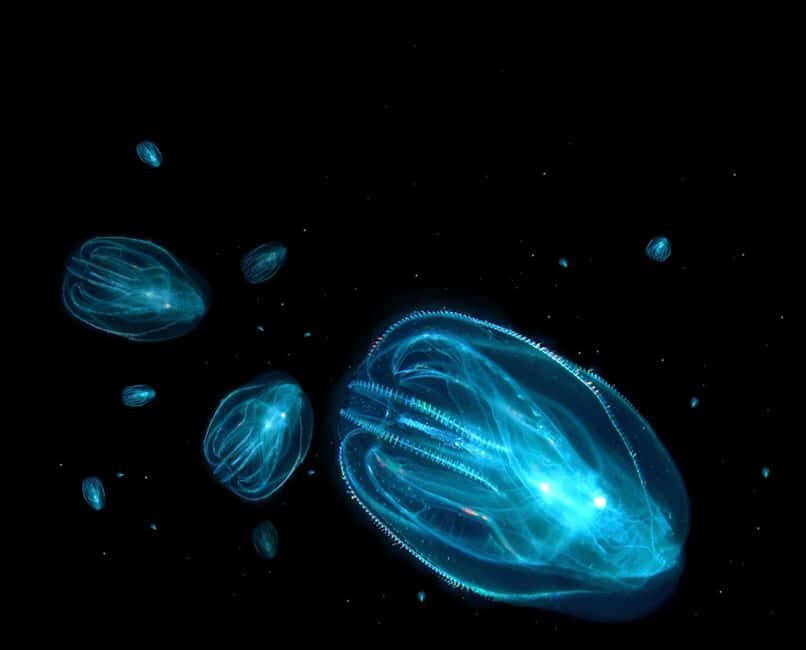Cocoa Beach: Clear Kayak Sunset & Bioluminescence Tour - FAQ