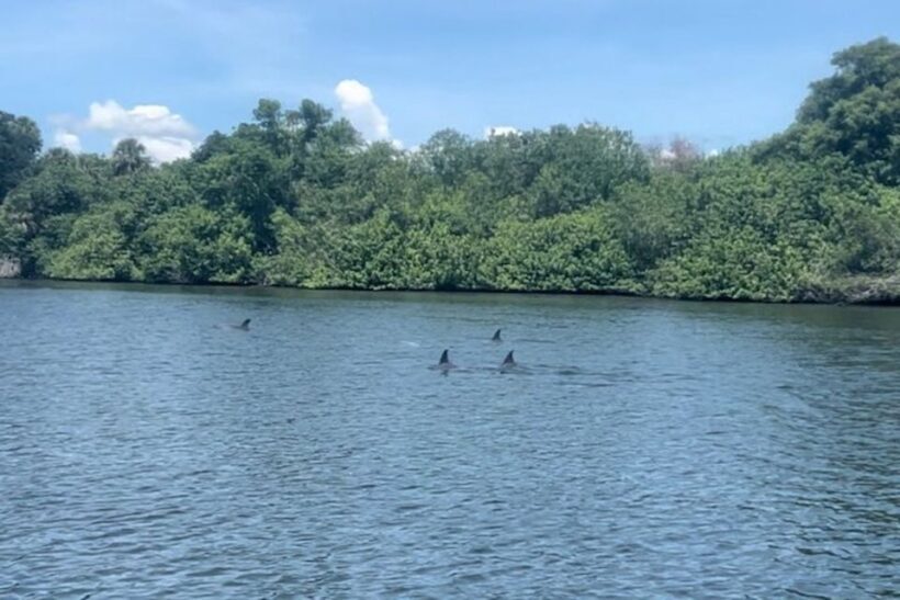 Cocoa Beach: Dolphin and Manatee Kayak or Paddle Tour - An Authentic Nature Escape in Cocoa Beach