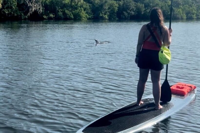 Cocoa Beach: Dolphin and Manatee Kayak or Paddle Tour - Who Will Love This Tour?