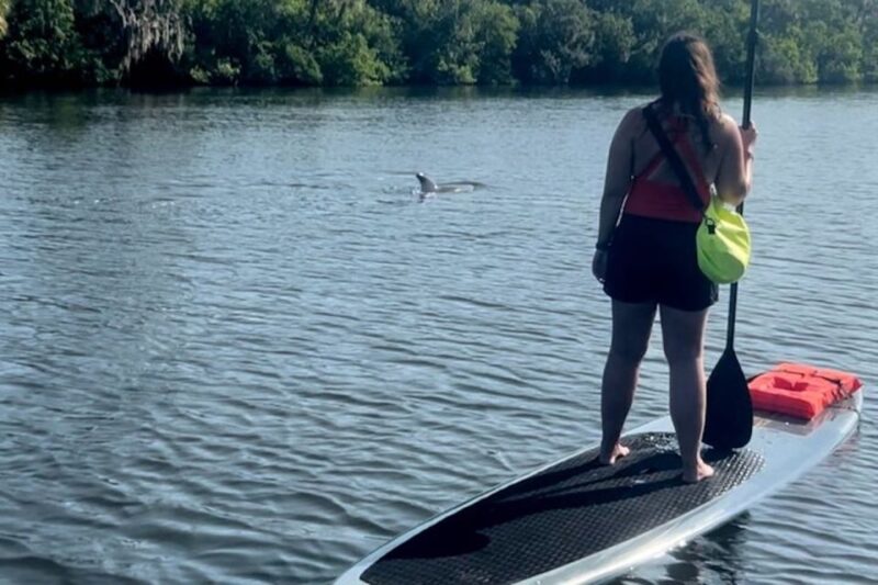 Cocoa Beach: Dolphin and Manatee Kayak or Paddle Tour - What to Expect on the Tour