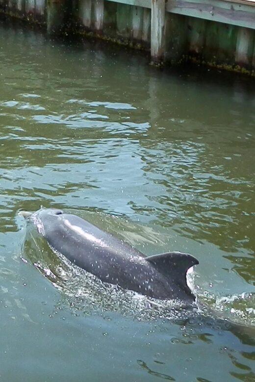Cocoa Beach Dolphin and Wildlife Tour - Key Points
