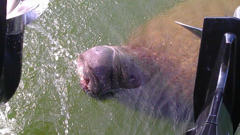 Cocoa Beach Dolphin and Wildlife Tour - A Practical Dive into the Cocoa Beach Wildlife Experience