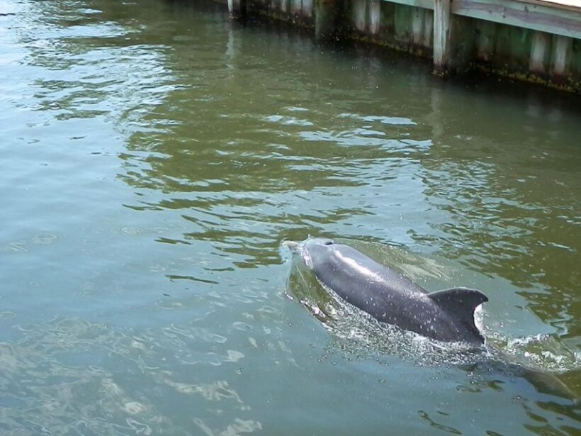 Cocoa Beach Dolphin and Wildlife Tour - FAQ