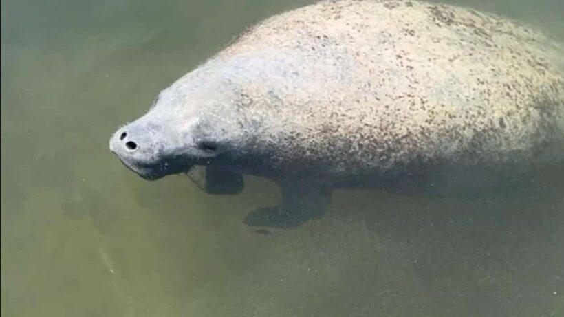 Cocoa Beach: Dolphin & Manatee Pontoon Cruise - Who Will Love This Tour?