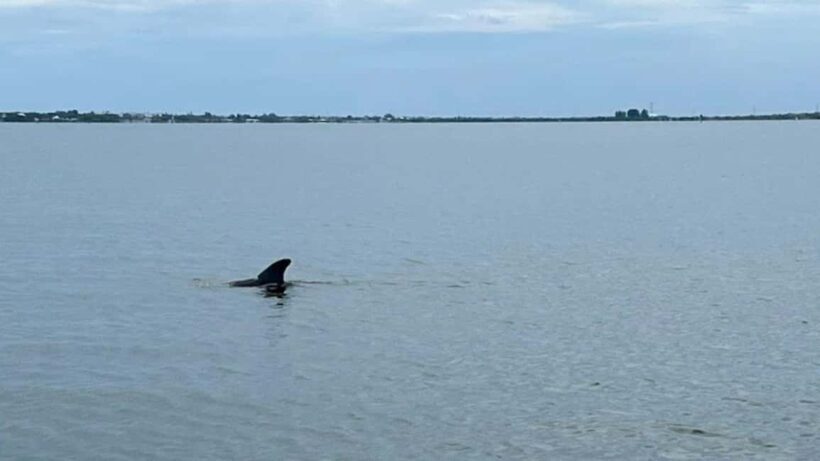 Cocoa Beach: Dolphin & Manatee Pontoon Cruise - Frequently Asked Questions