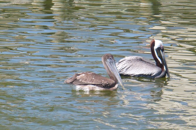 Cocoa Beach Dolphin Tours on the Banana River - The Sum Up