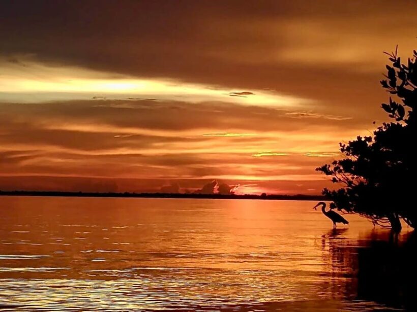 Cocoa Beach/Merritt Island: Guided Dolphin and Manatee Tour - Final Thoughts