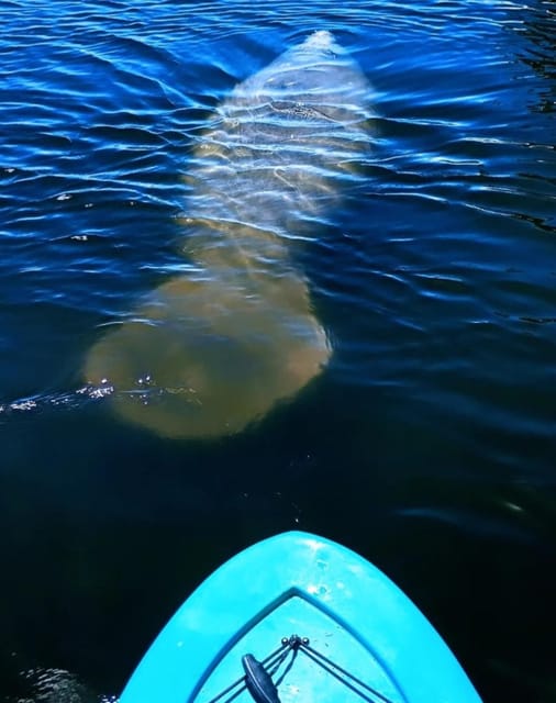 Cocoa Beach/Merritt Island: Guided Dolphin and Manatee Tour - Pricing and Value