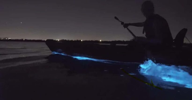 Cocoa Beach/Merritt Island:Bioluminescent kayak tour - A Practical Guide to the Bioluminescent Kayak Tour