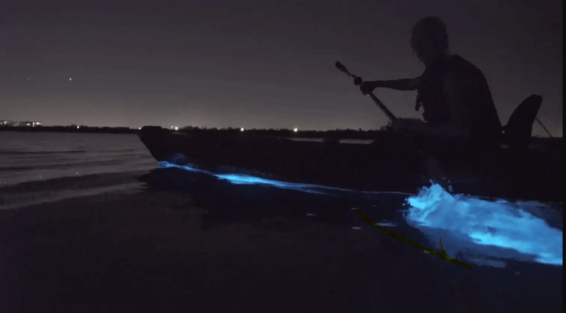 Cocoa Beach/Merritt Island:Bioluminescent kayak tour - What Makes This Tour Stand Out?