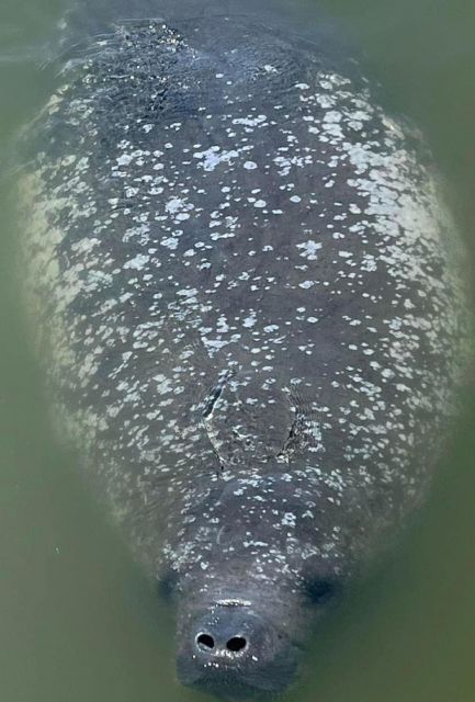 Cocoa Beach: Thousand Islands Banana River Boat Cruise - Key Points