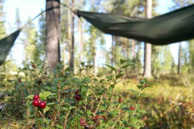 Cocooning in the HaliPuu forest: The ultimate Arctic hammock relaxation - FAQs