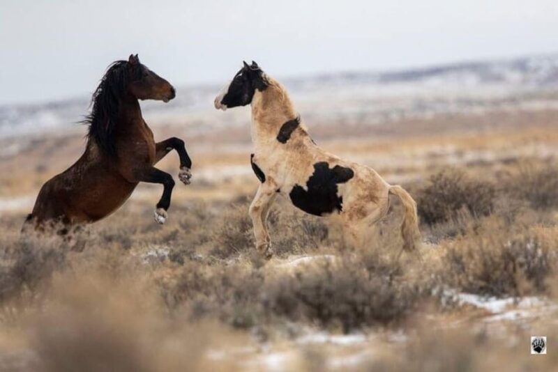 Cody: Red Canyon Wild Mustang Van or Bus Tour - The Experience of Spotting Mustangs