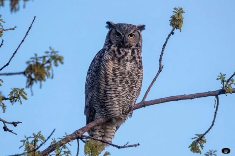 Cody: Yellowstone the Volcano All-Inclusive Lower Loop Tour - Analyzing the Value: Is It Worth the Cost?