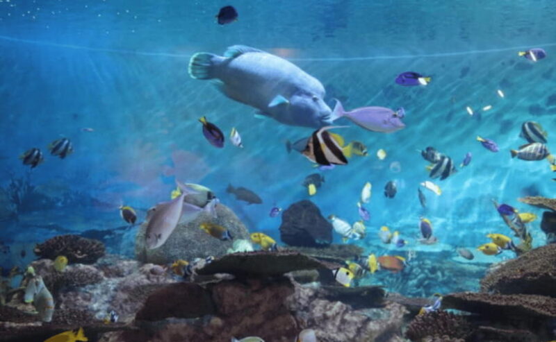 Coex Aquarium Entry Ticket - Key Points