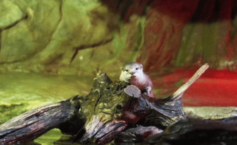 Coex Aquarium Entry Ticket - Who Should Visit COEX Aquarium?