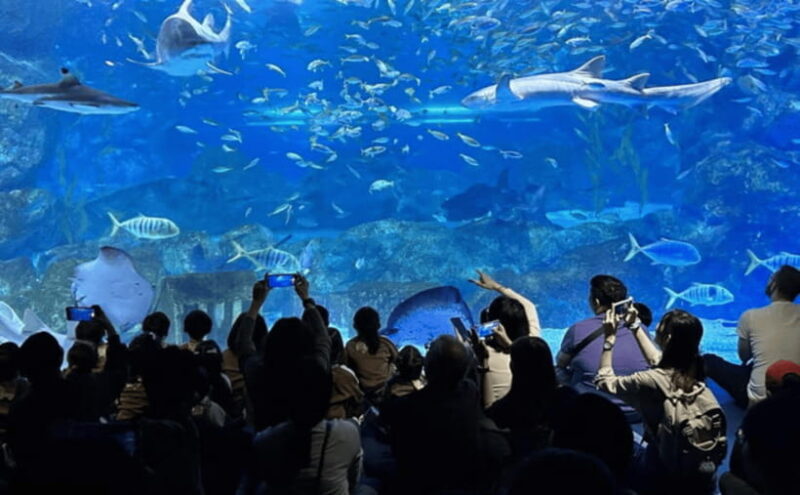 Coex Aquarium Entry Ticket - Final Thoughts
