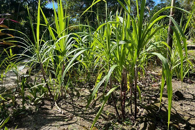 Coffee and Chocolate Plantation Tour - Final Thoughts