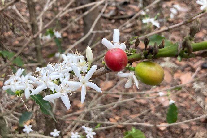 Coffee and Gastronomic Bike Tour in Antigua - Biking Through the Cobblestone Streets
