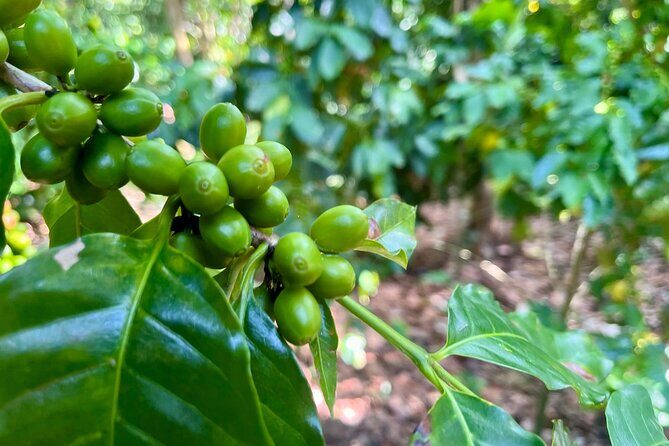 Coffee and Mountains with Personal Coffee Experience - Exploring the Itinerary: What You Can Expect