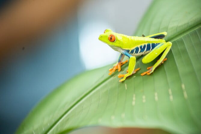 Coffee & Chocolate Tour+Sloths Park & Llanos de Cortez Waterfall - Who Will Love This Tour?