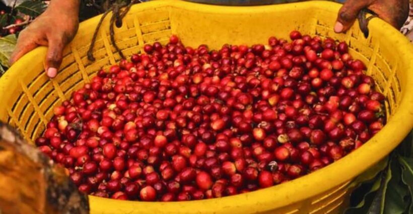 Coffee, Cocoa and Trekking Tour in Minca: Nature, Crops and Production - Key Points