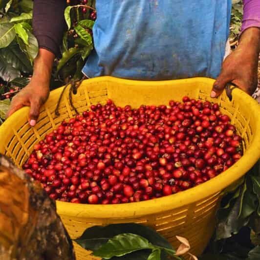 Coffee, Cocoa and Trekking Tour in Minca: Nature, Crops and Production - A Deep Dive into the Experience