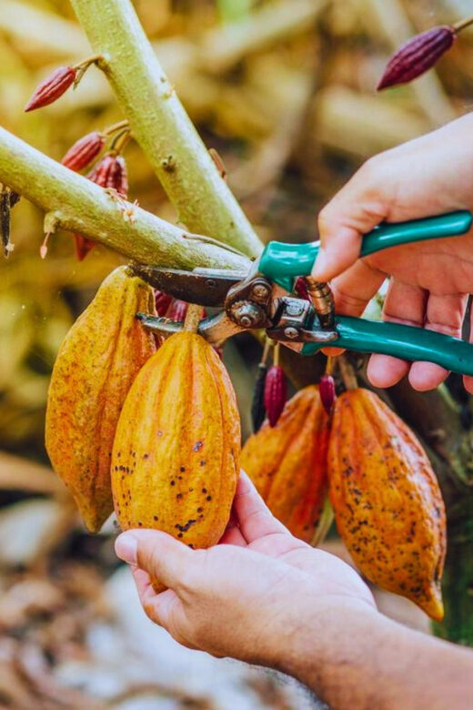 Coffee, Cocoa and Trekking Tour in Minca: Nature, Crops and Production - Who Will Love This Tour?