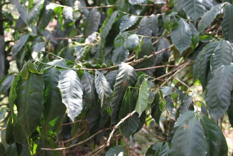 Coffee Experience: Hacienda Coloma Tour from Bogotá - The Scenic Journey and Cultural Flavors