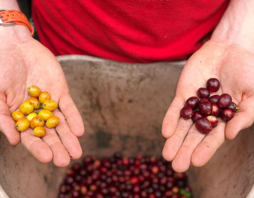 Coffee Farm and Salento Walking Tour - Final Thoughts: Is It Worth It?