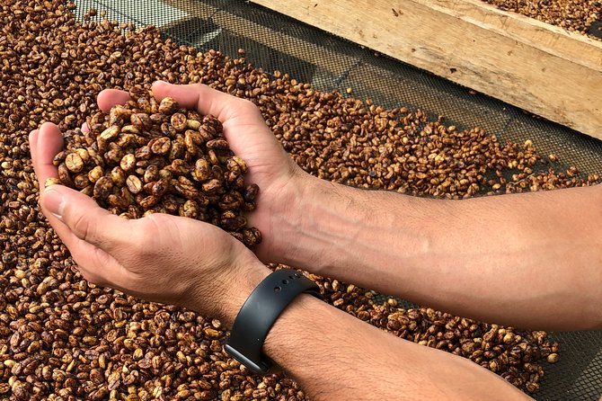 Coffee Farm and Salento Walking Tour - Guest Praise