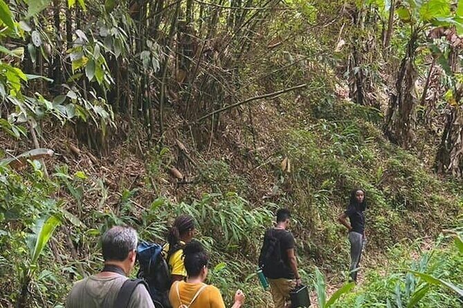 Coffee Farm Hike Through Jamaicas Blue Mountain from Montego Bay - Who Would Enjoy This Tour?
