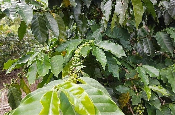 Coffee Farm Tour from Port Antonio - The Scenic Return and Practical Details