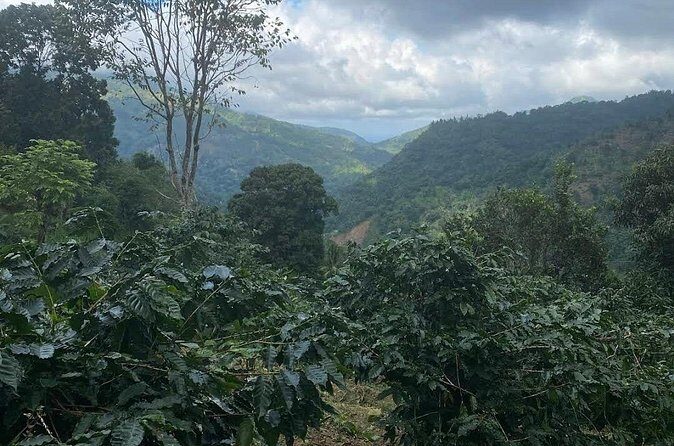 Coffee Farm Tour from Port Antonio - Final Thoughts: Who Should Book?