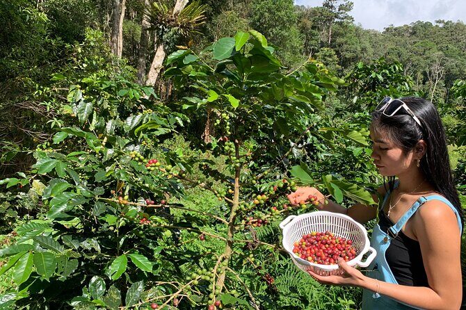 Coffee Lovers Farm and Roasting Tour - Discovering the Coffee Lovers Farm and Roasting Tour in Da Lat