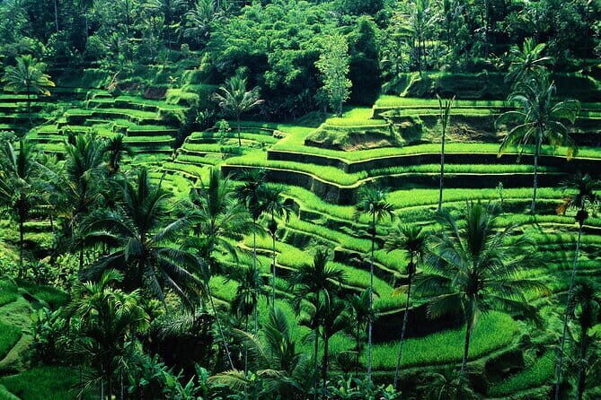 Coffee Plantation All Inclusive Ubud ATV, Rice Terrace with Lunch - An In-Depth Look at the Tour Itinerary